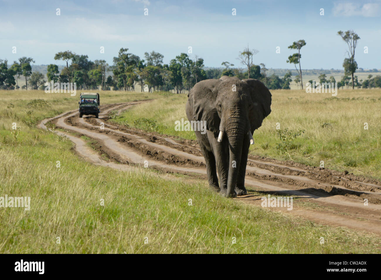 Bull elephant on road with safari vehicle, Masai Mara, Kenya Stock ...