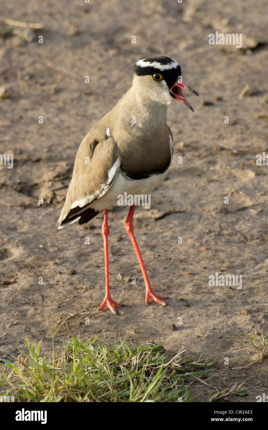 Crowned plover standing hi-res stock photography and images - Alamy