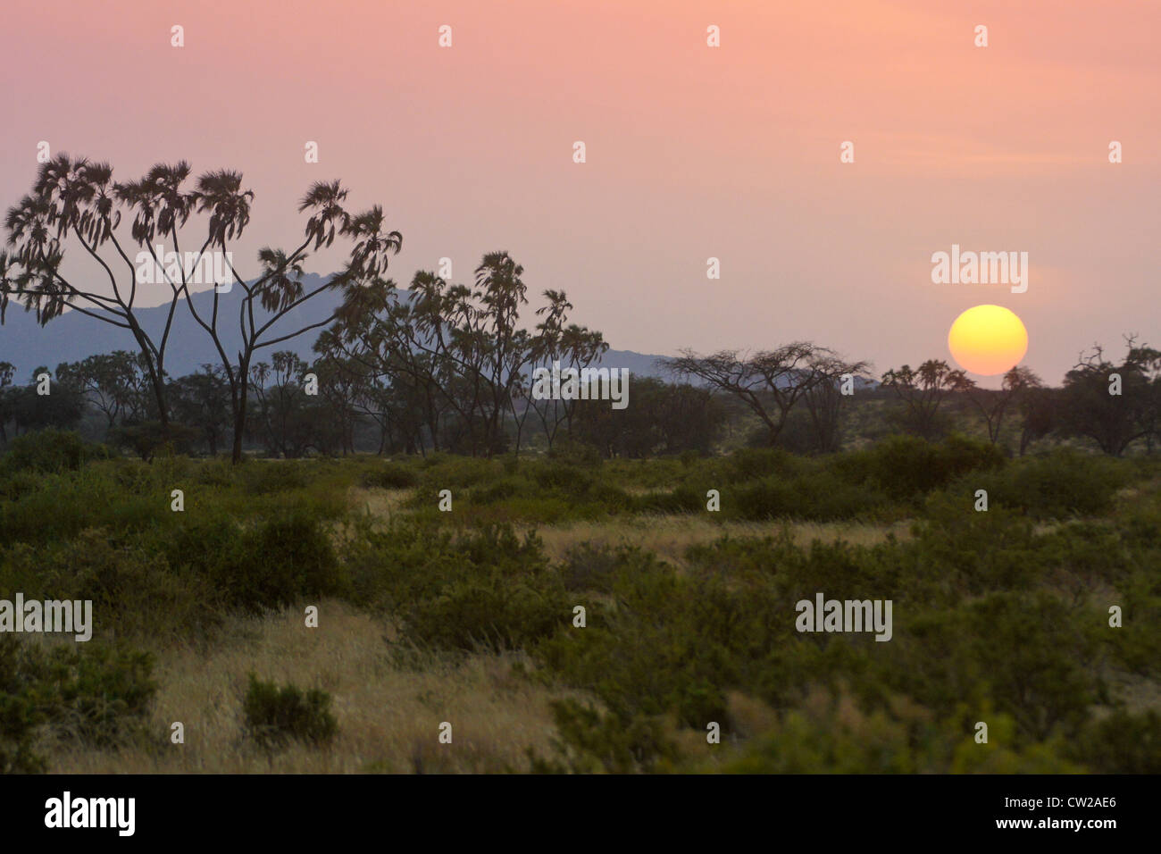 Sunrise and doum palms, Samburu, Kenya Stock Photo - Alamy