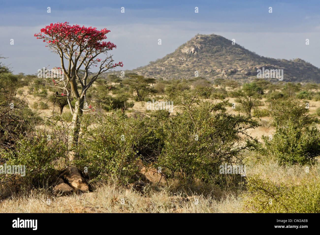 Desert rose and landscape of Samburu, Kenya Stock Photo - Alamy