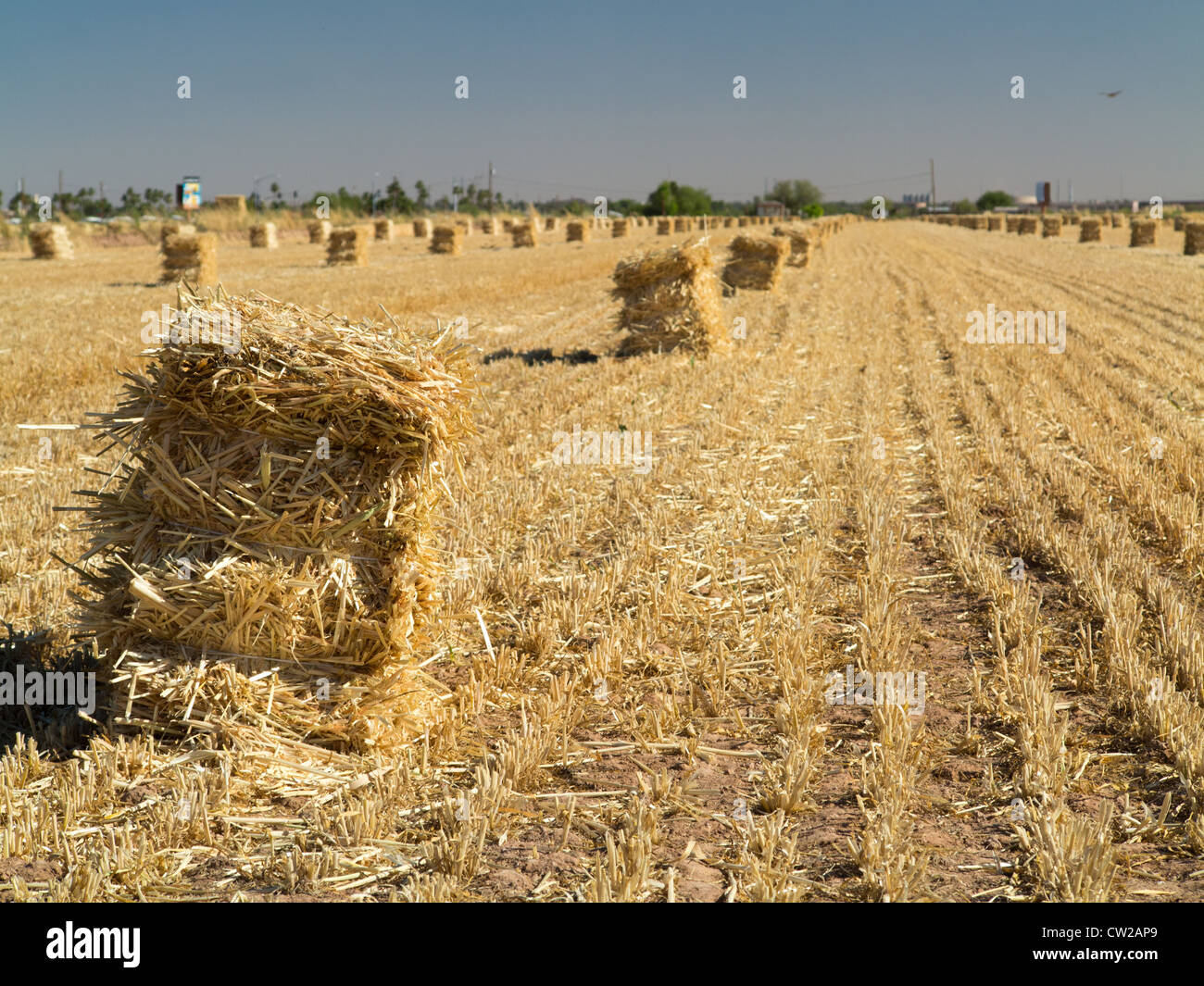 A field of straw bales immediately after cutting Stock Photo - Alamy