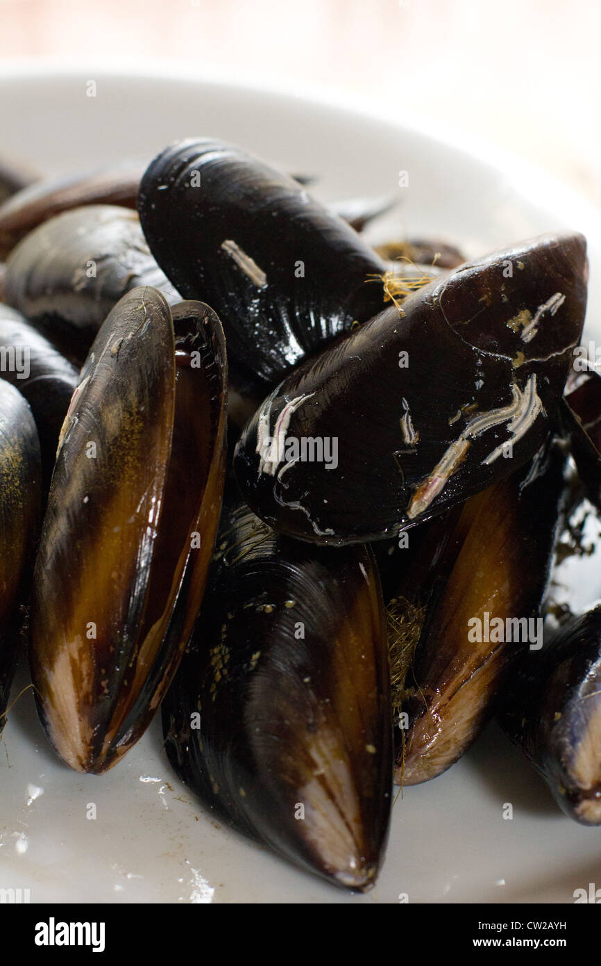 Australian blue mussels Stock Photo - Alamy