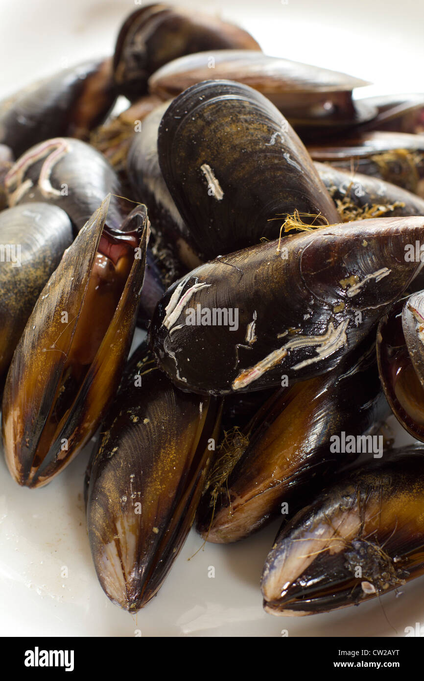 Australian blue mussels Stock Photo - Alamy