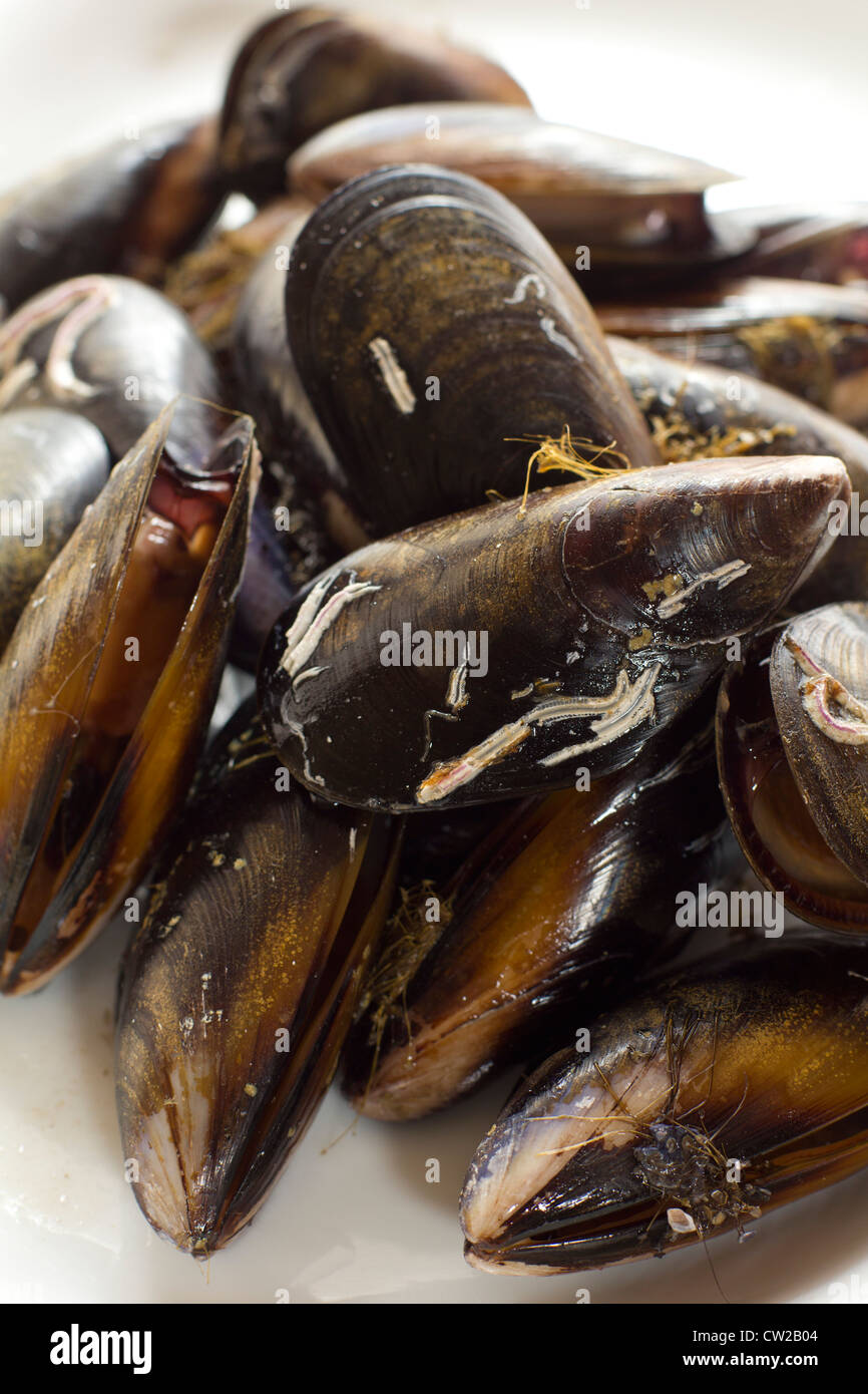 Australian blue mussels Stock Photo - Alamy