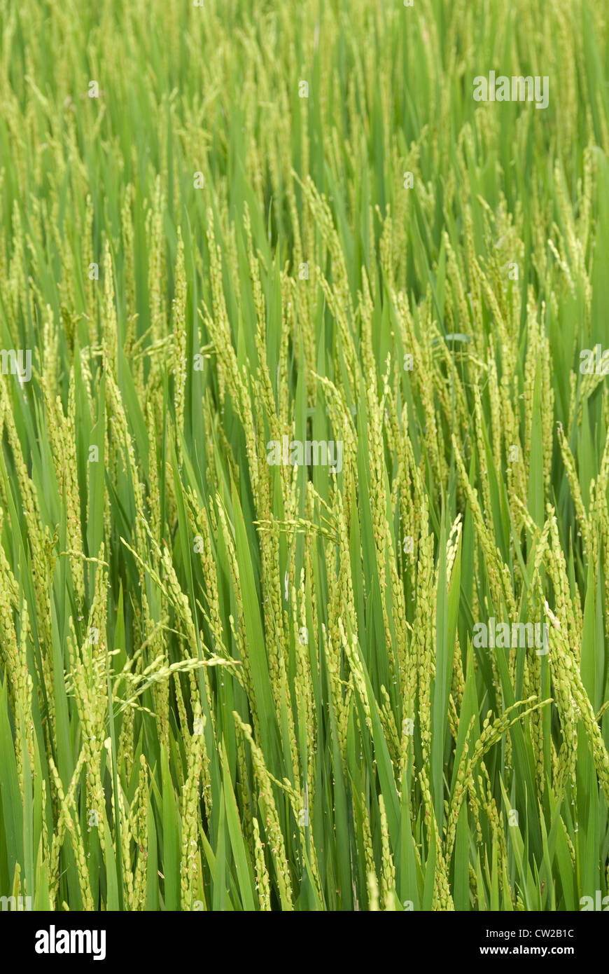 Close-up of a paddy field ready for harvest Stock Photo - Alamy