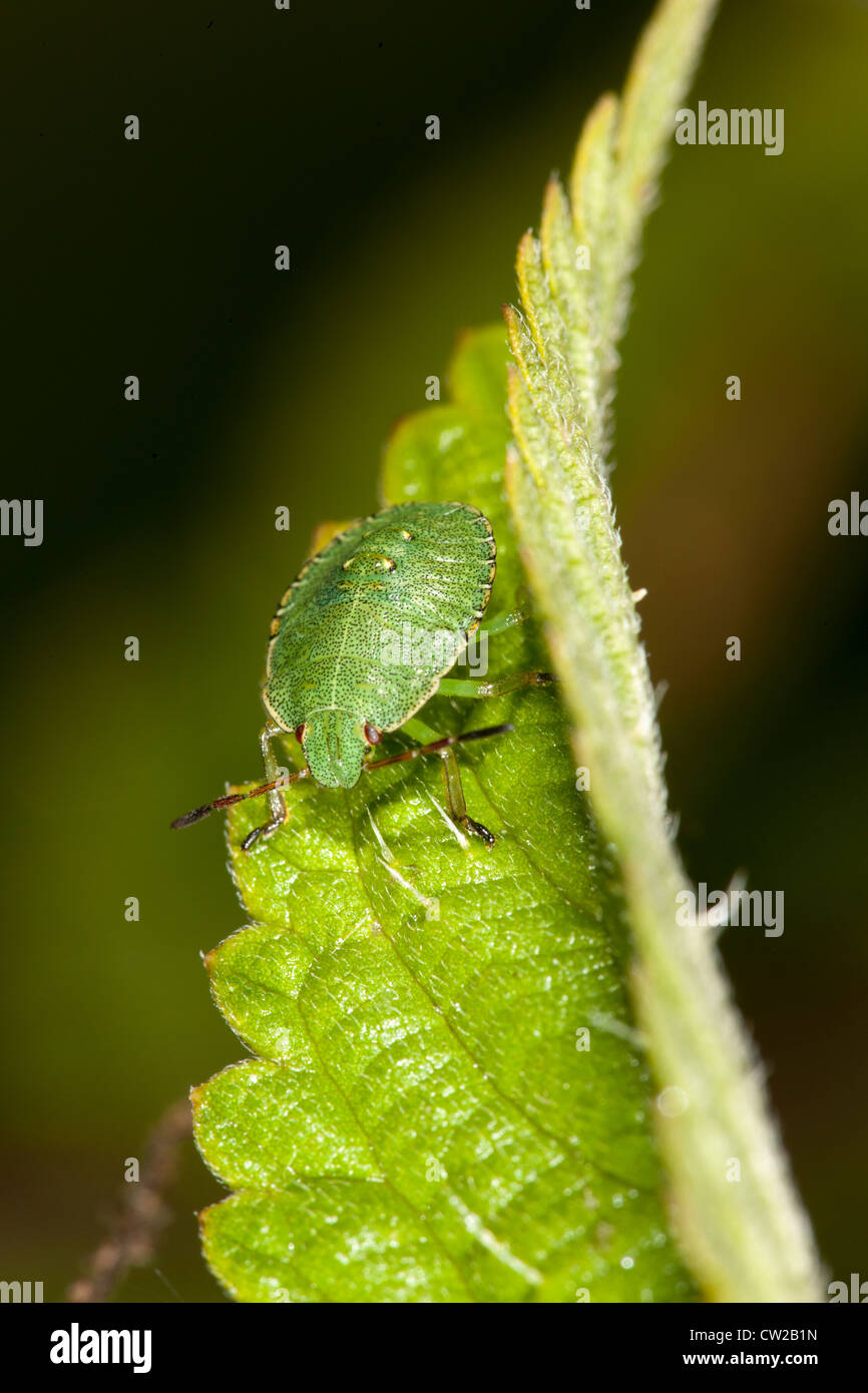 Green beetle hi-res stock photography and images - Alamy