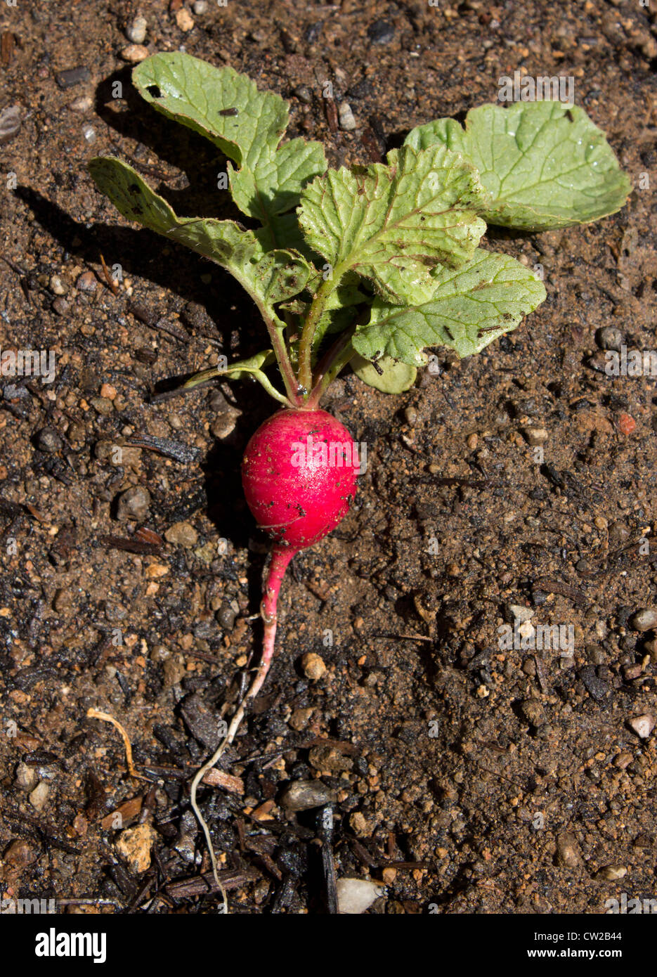 Radish in the garden freshly picked and laying on the dirt Stock Photo ...