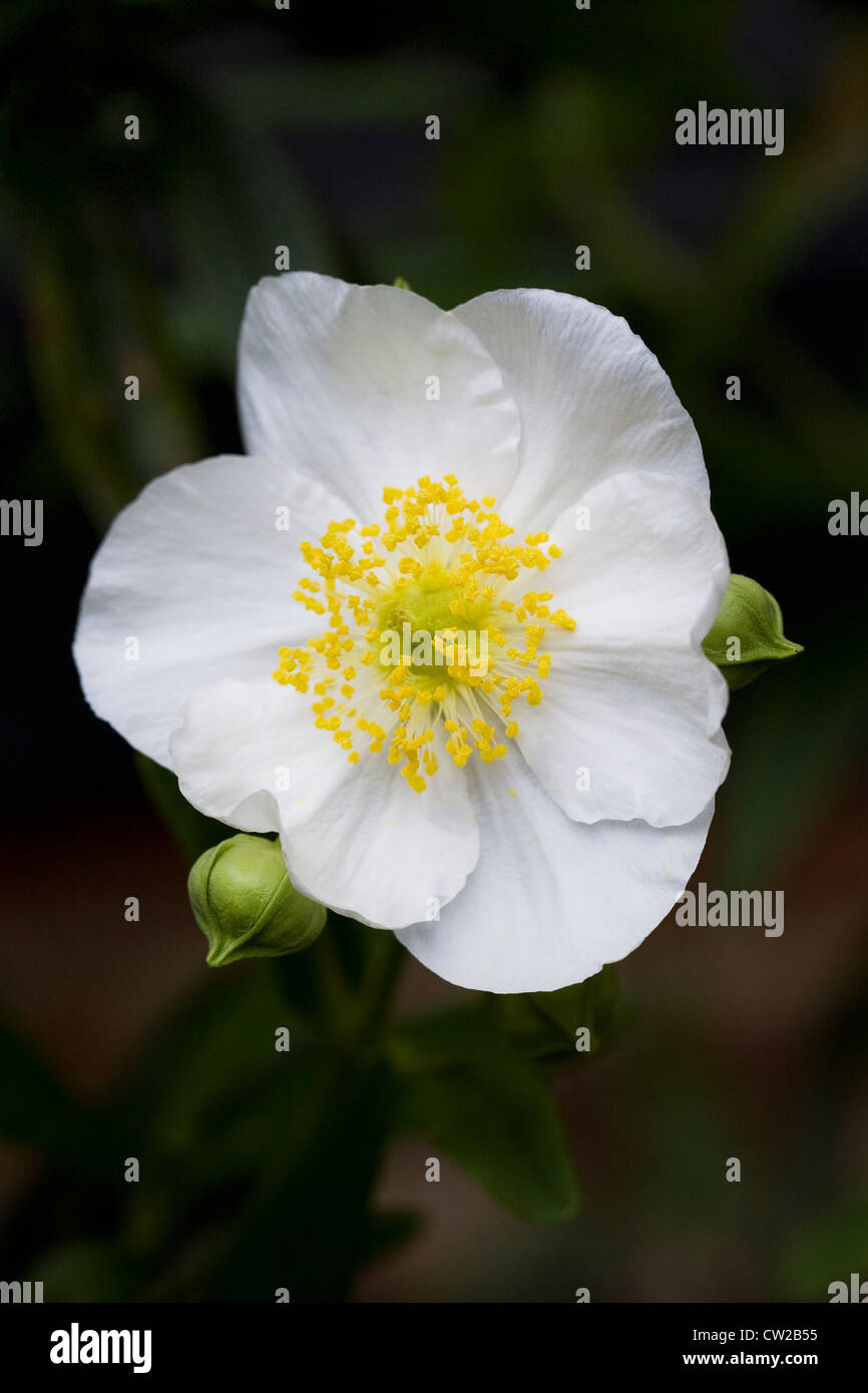 Carpenteria californica flower Stock Photo - Alamy