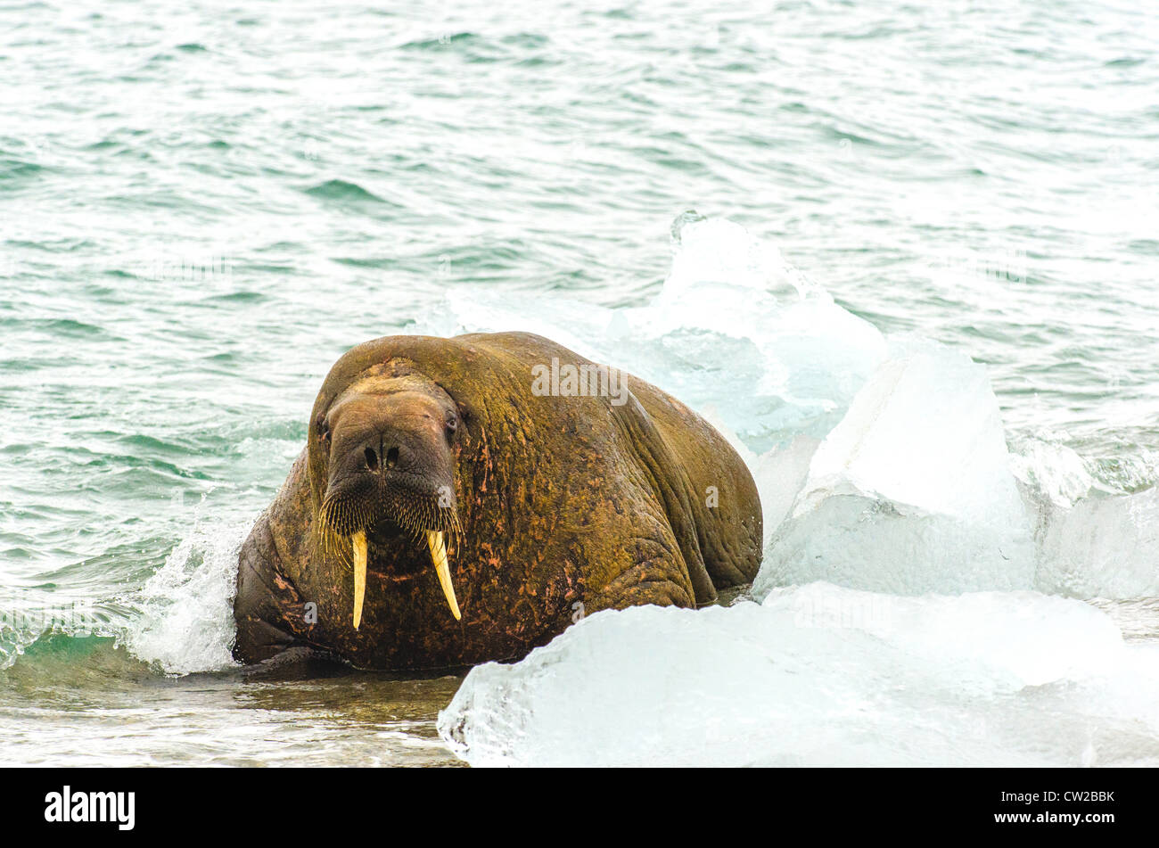 Walrus Svalbard Norway Arctic Circle Stock Photo - Alamy