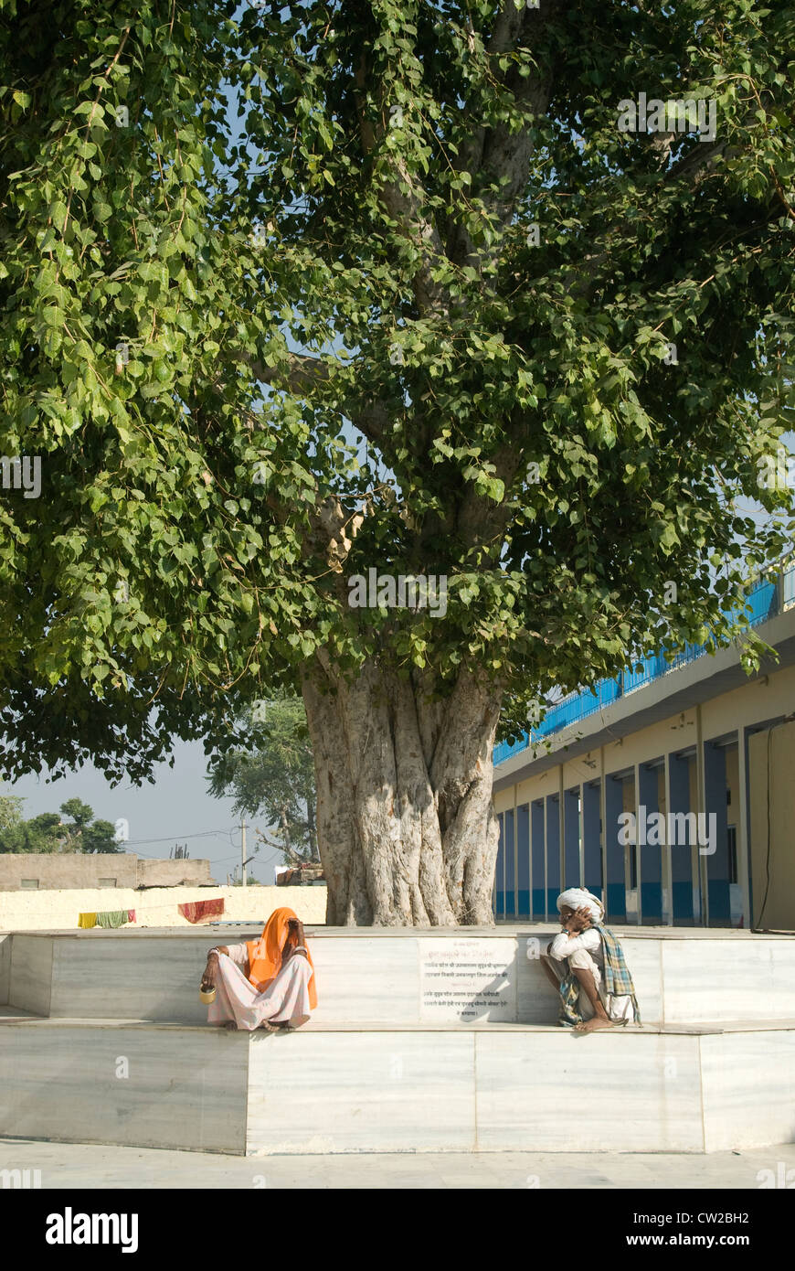 Elderly Rajasthani couple resting under the shade of a Banyan Tree ...