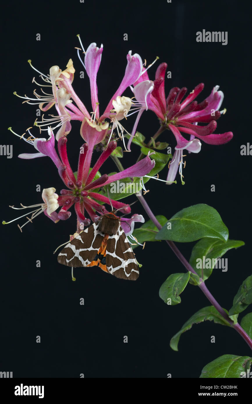 Garden Tiger Moth Arctica caja resting on garden honeysuckle plant ...
