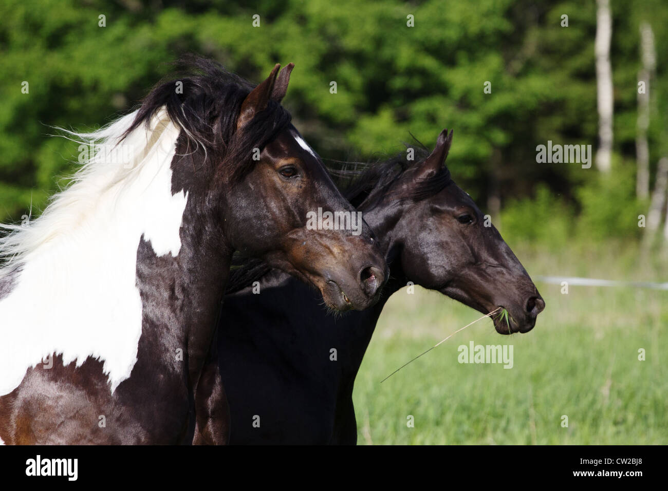 Two Horses Running together Stock Photo - Alamy