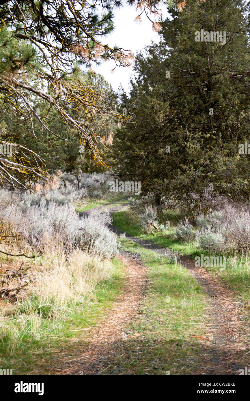 Tire ruts in forest Stock Photo - Alamy