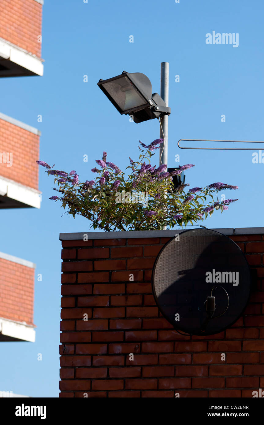 Wild buddleia davidii growing on rooftop Stock Photo - Alamy