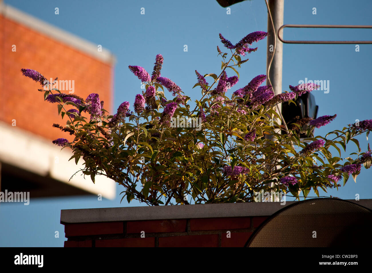 Wild buddleia davidii growing on rooftop Stock Photo - Alamy