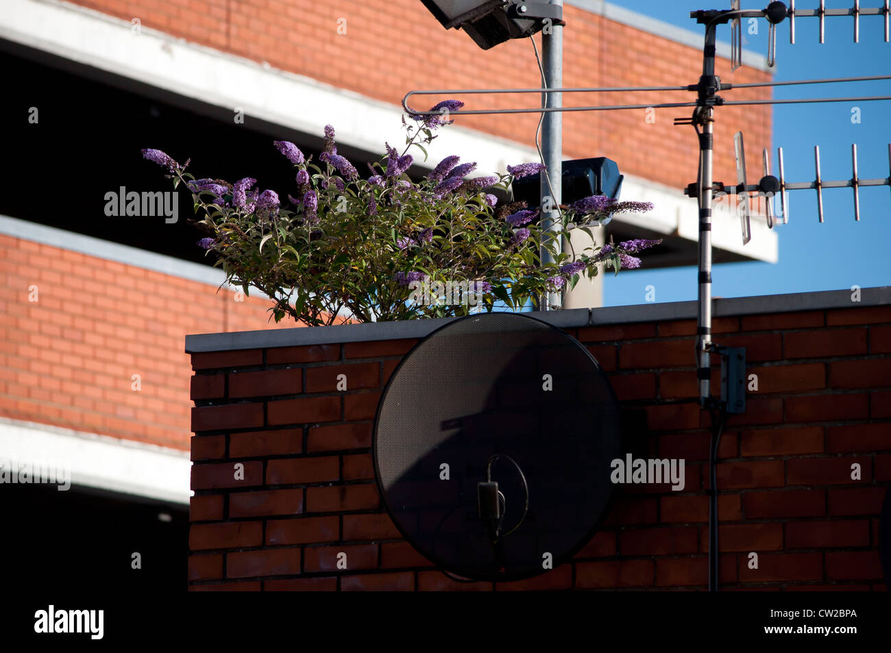 Wild buddleia davidii growing on rooftop Stock Photo - Alamy