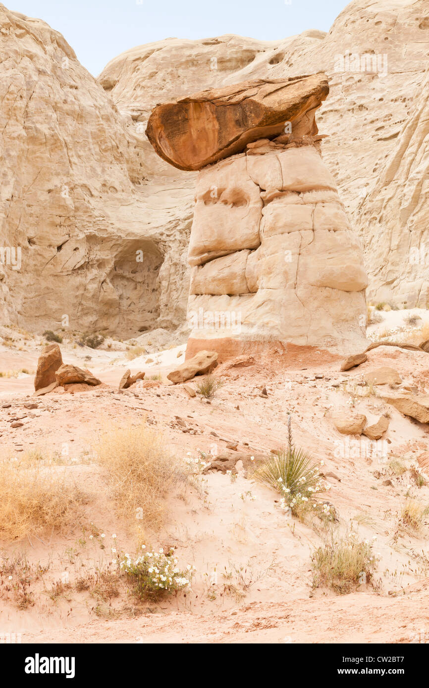 Toadstools landscape hi-res stock photography and images - Alamy