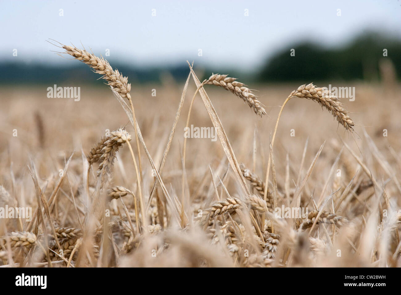 Cordial Winter Wheat Stock Photo - Alamy
