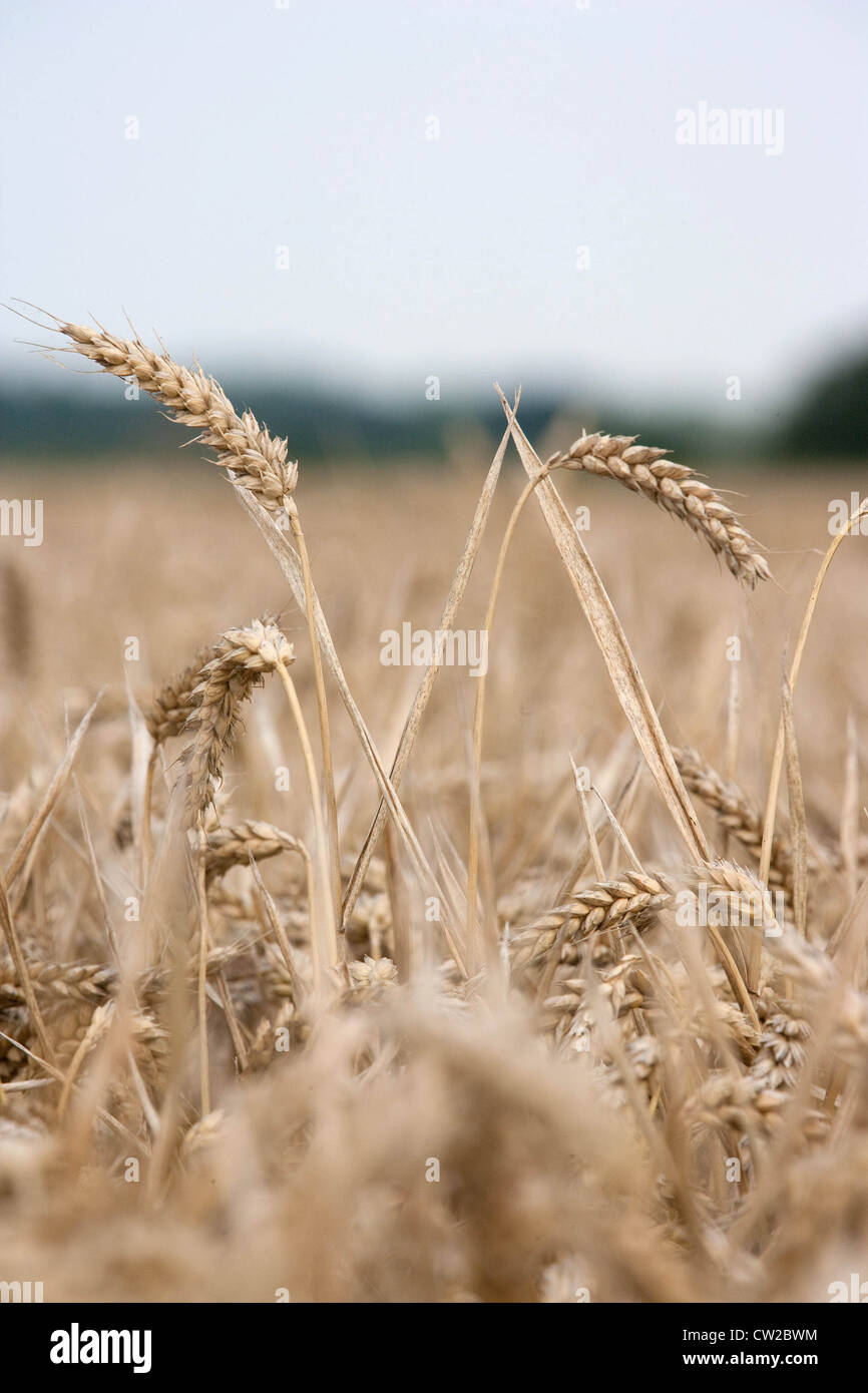 Cordial Winter Wheat Stock Photo - Alamy