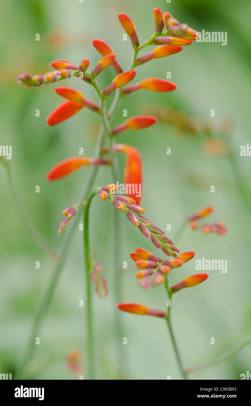 Crocosmia genus Iridaceae coppertips falling stars montbretia flowers ...