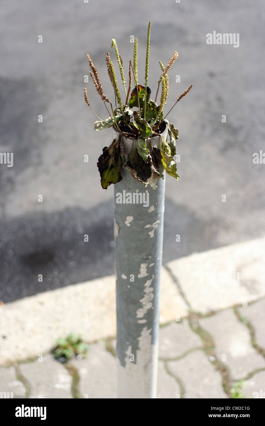 Berlin, weed grows in a boundary stake Stock Photo - Alamy