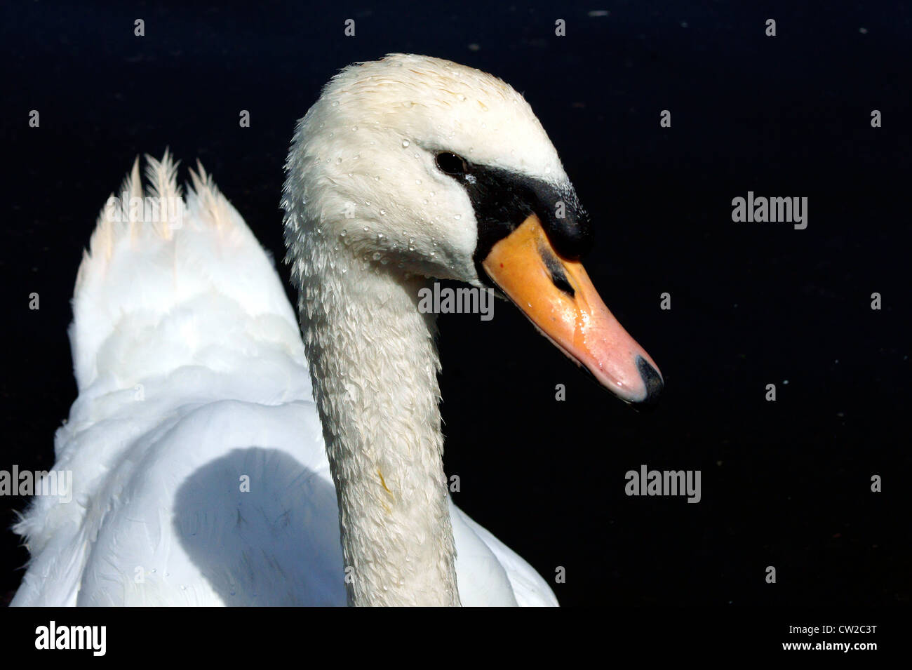 Whooper Swan Baby High Resolution Stock Photography and Images - Alamy