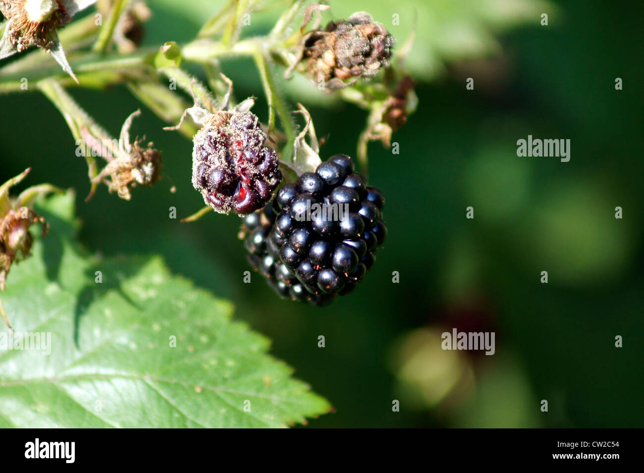 Old micaelmas day molds hi-res stock photography and images - Alamy