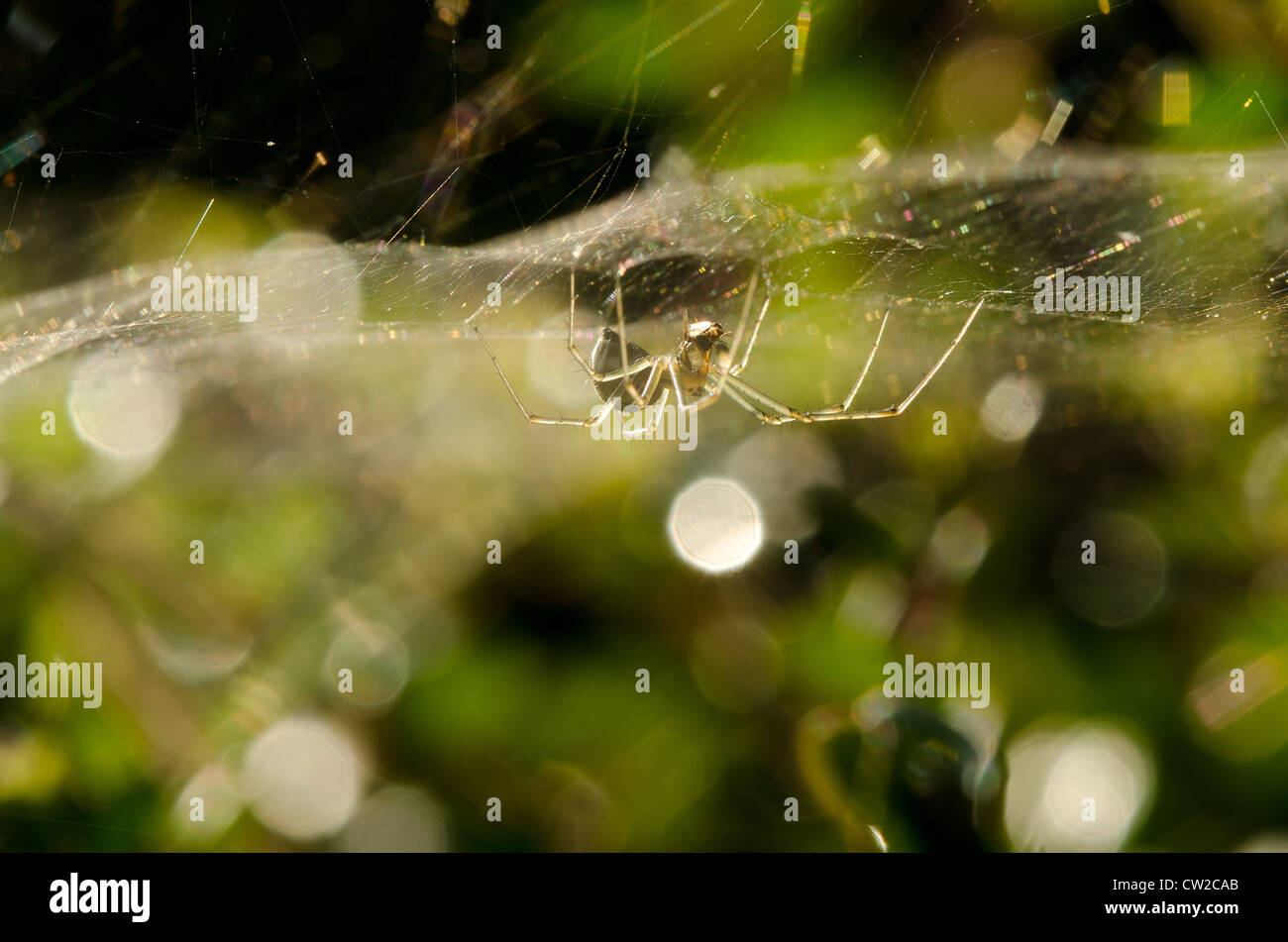 Common orb spider predator hanging upside down waiting for prey fly to ...