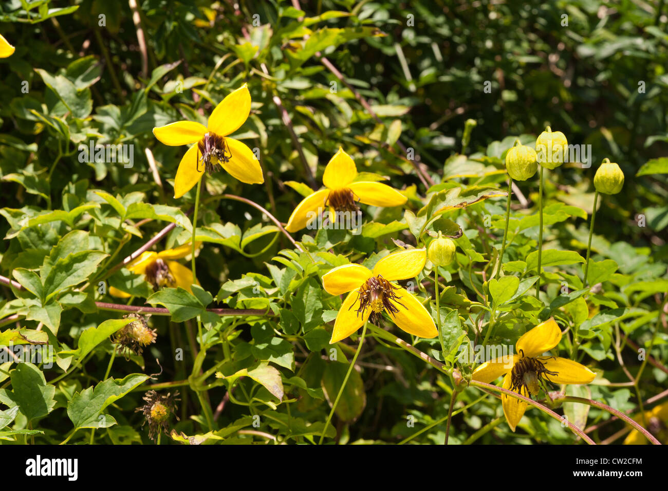 Attractive clematis climber bright golden yellow with long anthers ...