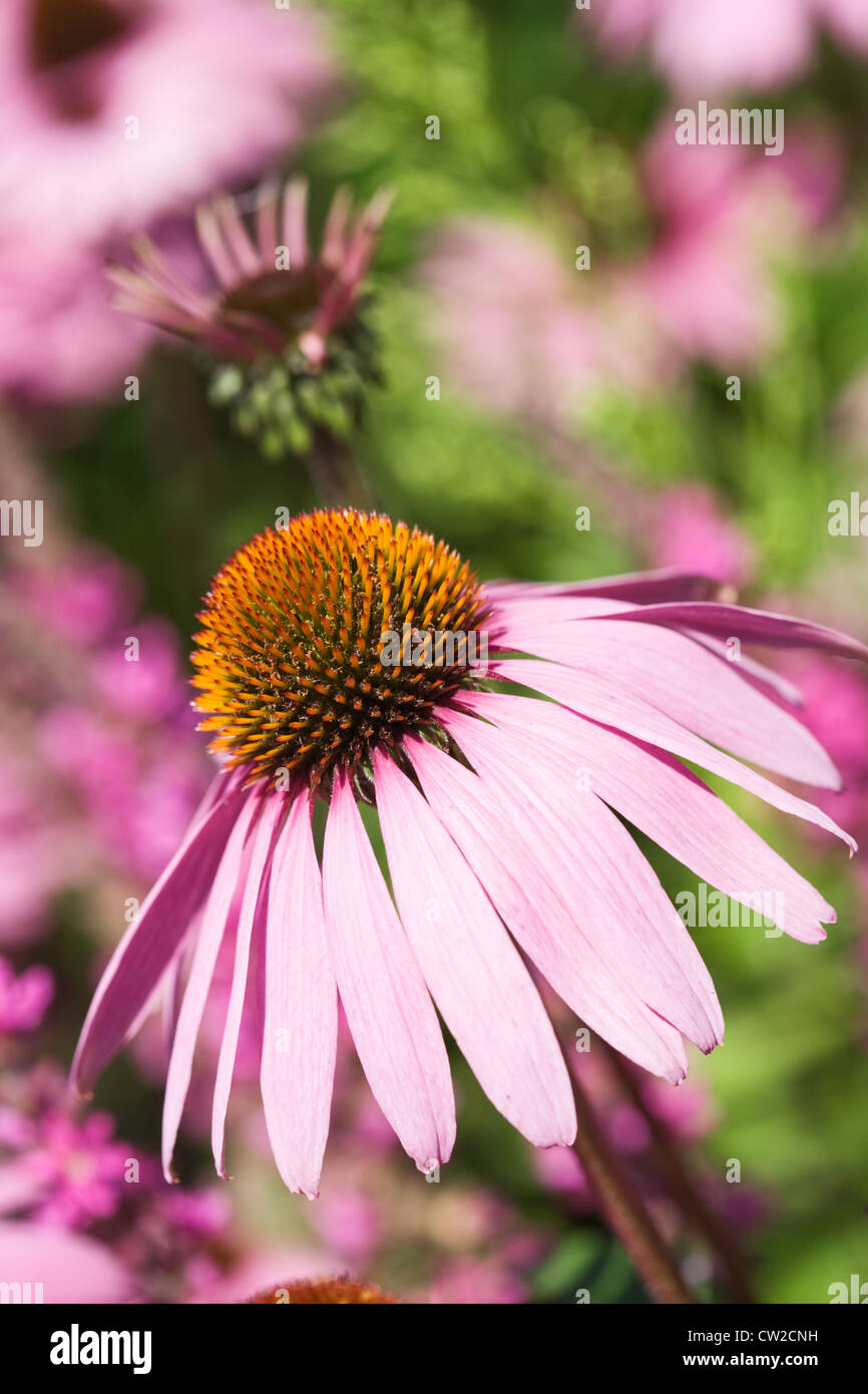Blooming Echinacea Coneflower in garden Stock Photo - Alamy