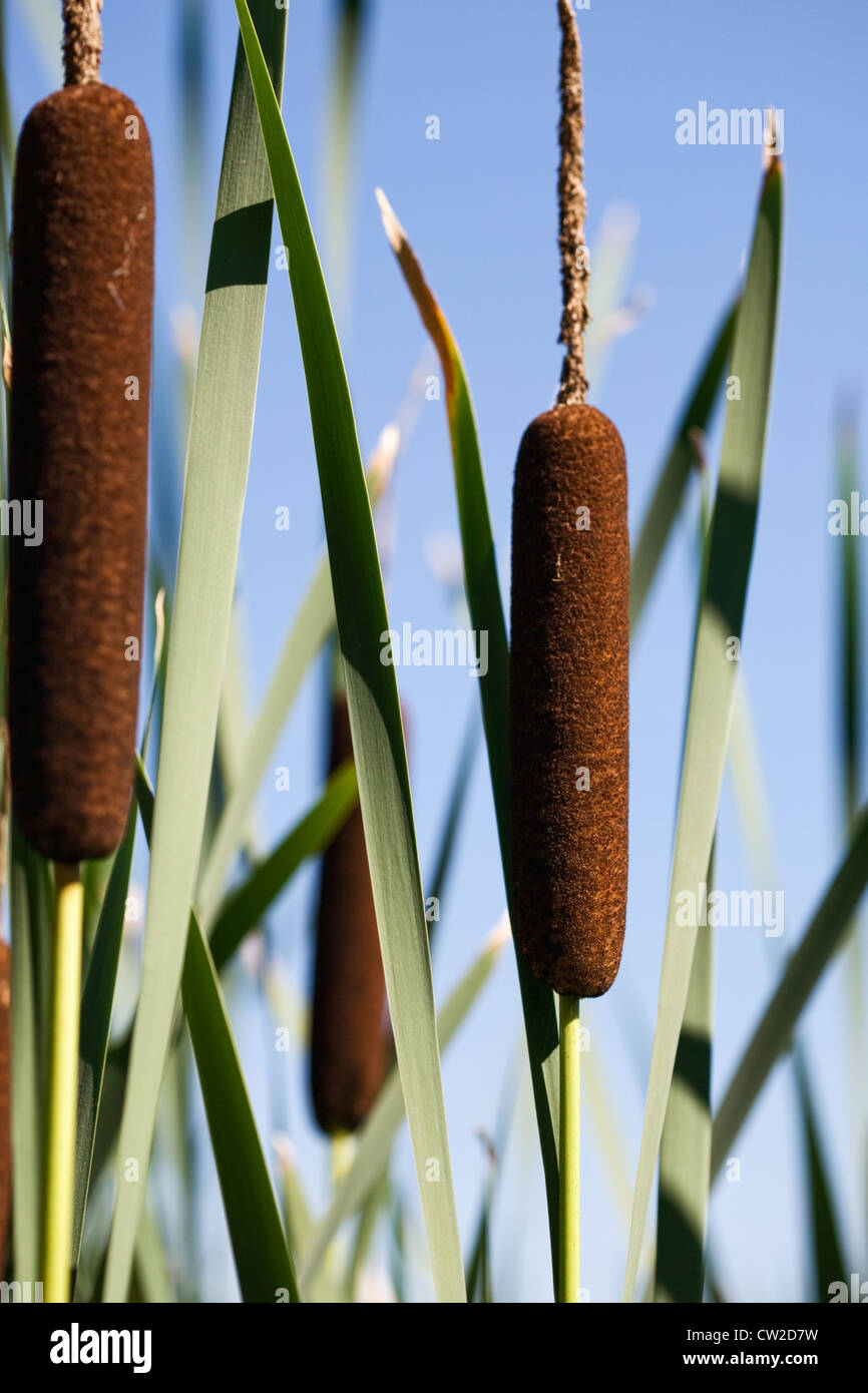 Cattail with blue sky on background Stock Photo - Alamy