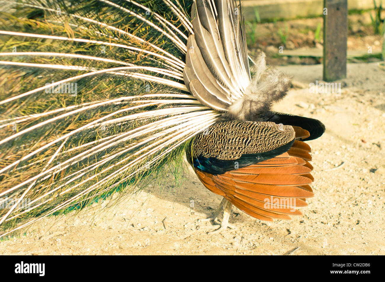 backside or rear view of india peacock Stock Photo - Alamy