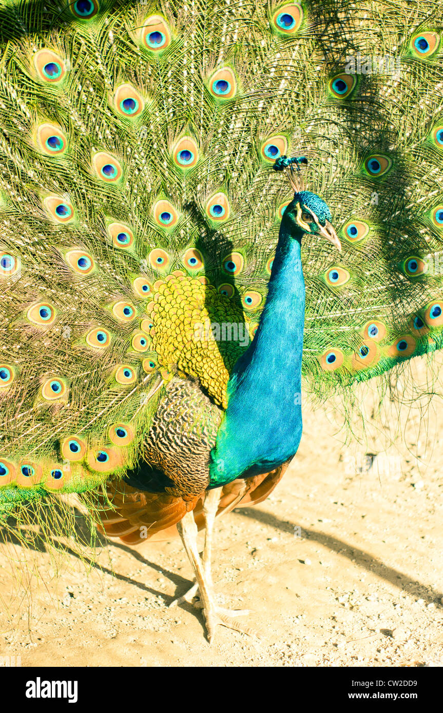 peacock, male Indian Peafowl, a resident breeder in South Asia ...