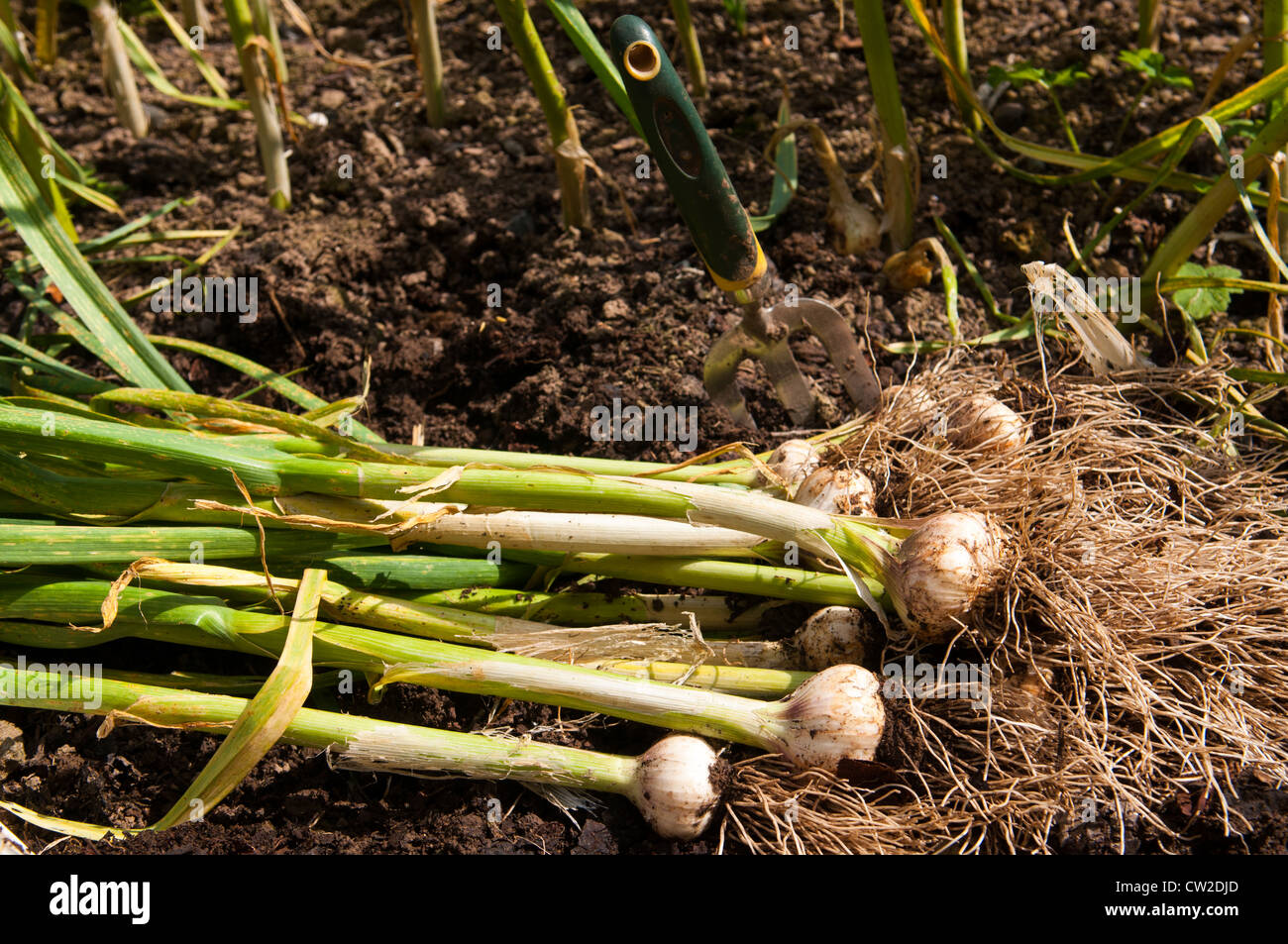 Organic garlic harvested in a Shropshire garden Stock Photo - Alamy