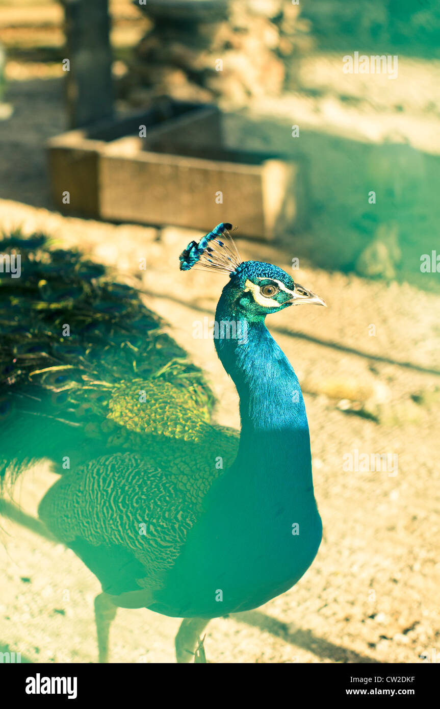 peacock, male Indian Peafowl, a resident breeder in South Asia ...