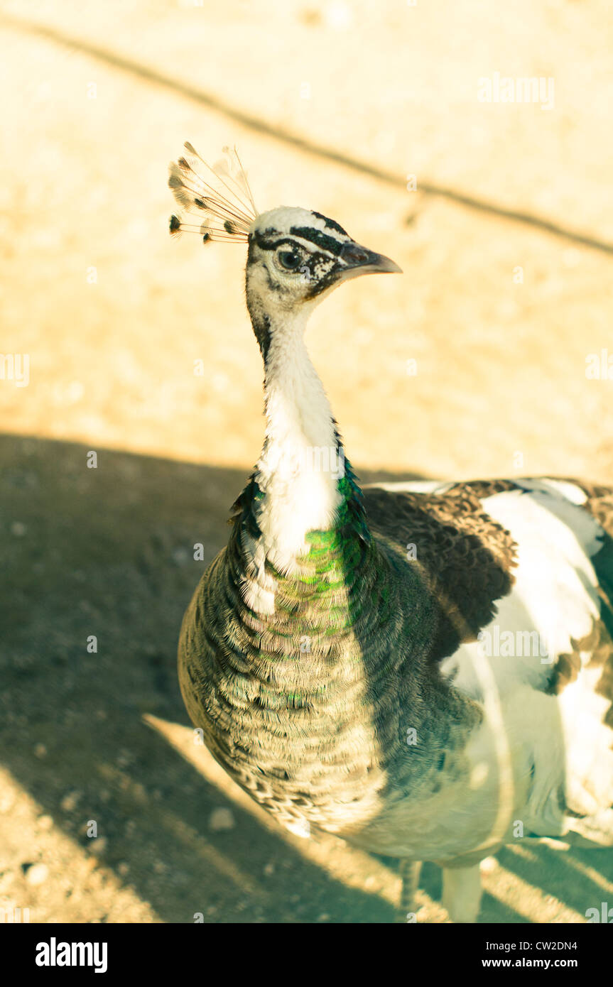 Peahen bird hi-res stock photography and images - Alamy