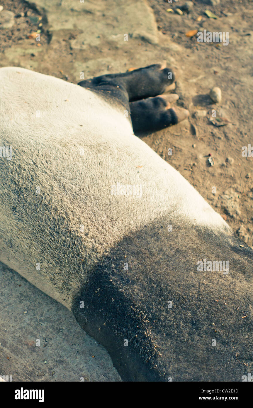unique body of Malayan or asian tapir in captivity, white and black ...