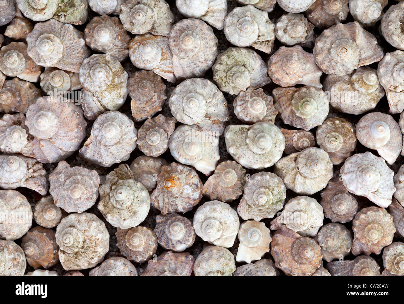 Natural seashells background. Collection of spiral shells from the ...