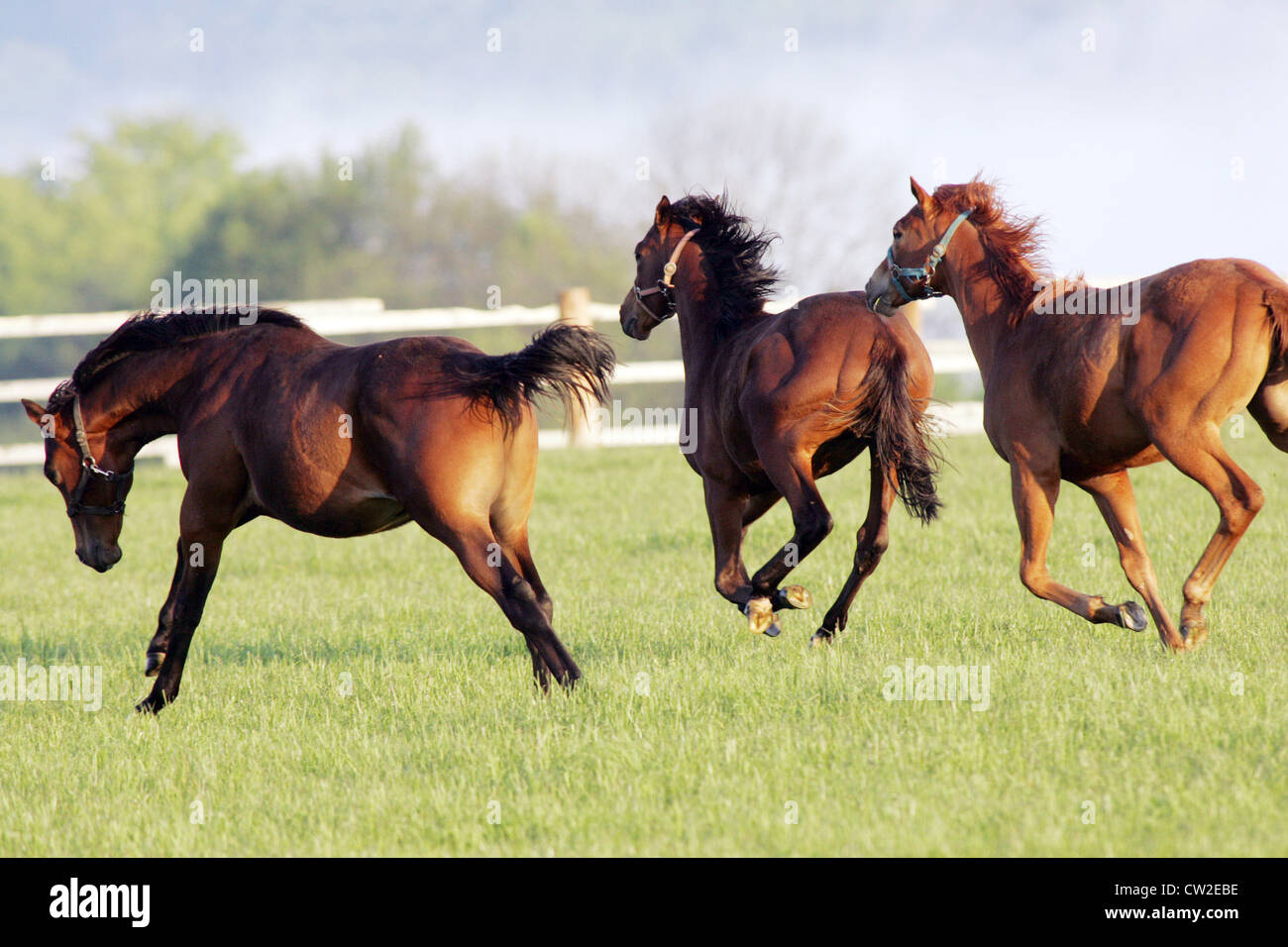 Horses in the morning in the paddock Stock Photo - Alamy