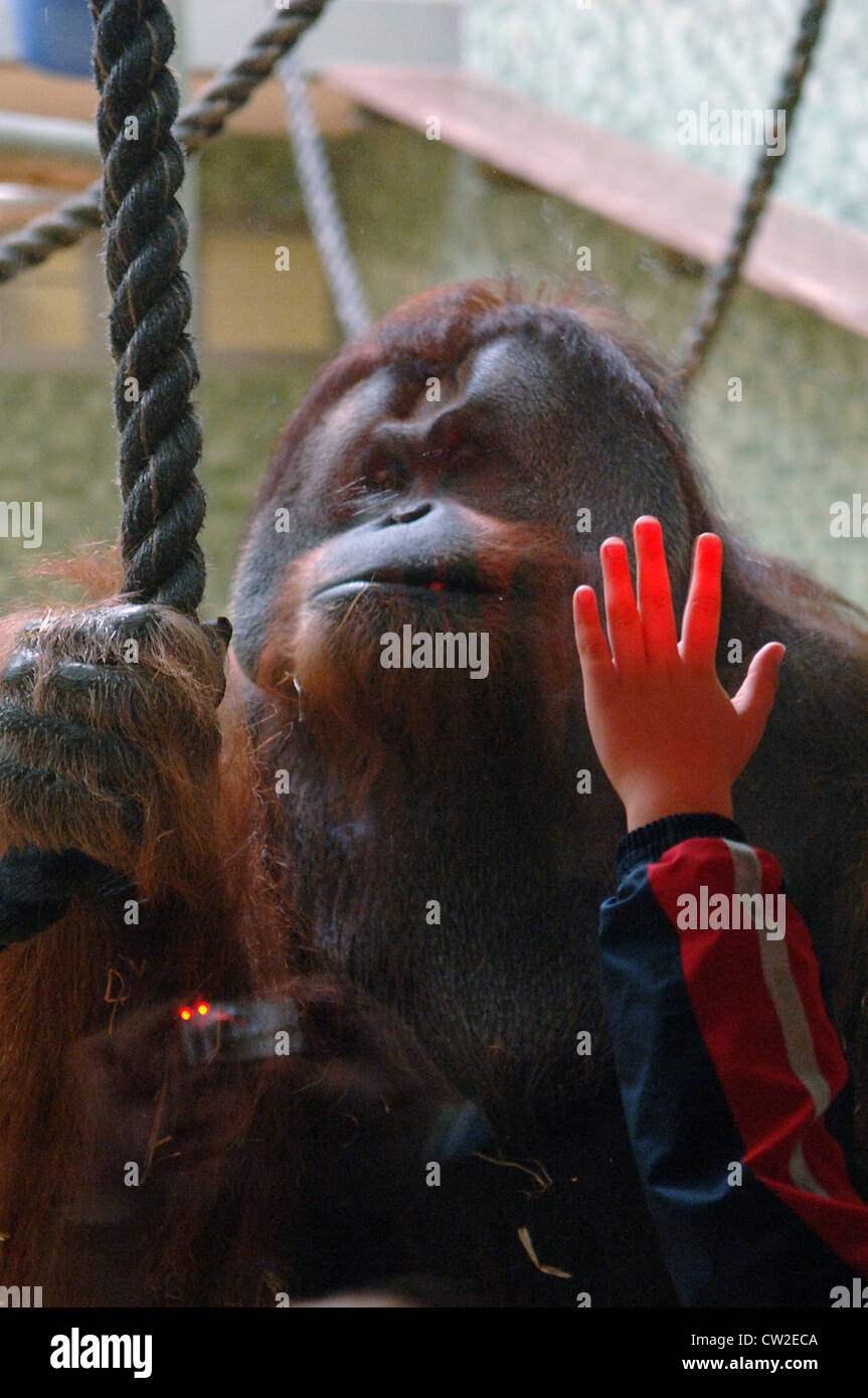 Ape hand hi-res stock photography and images - Alamy