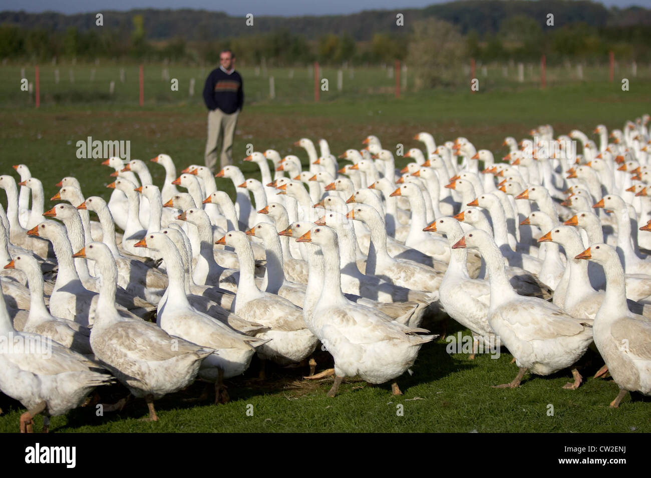 Farmer with free-range geese Stock Photo - Alamy