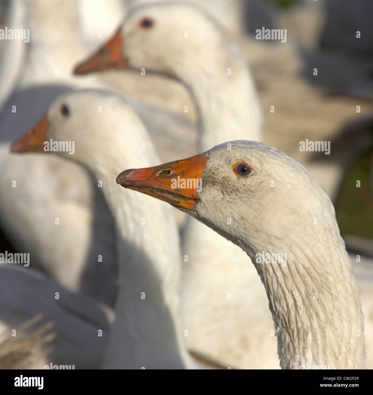 Geese in the wild Stock Photo - Alamy
