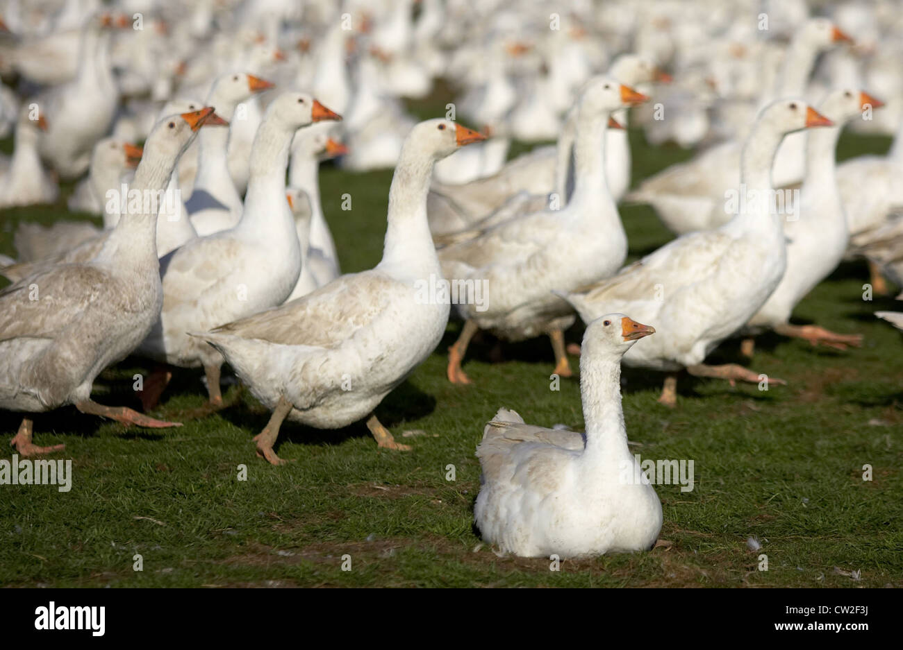 Geese in the wild Stock Photo - Alamy