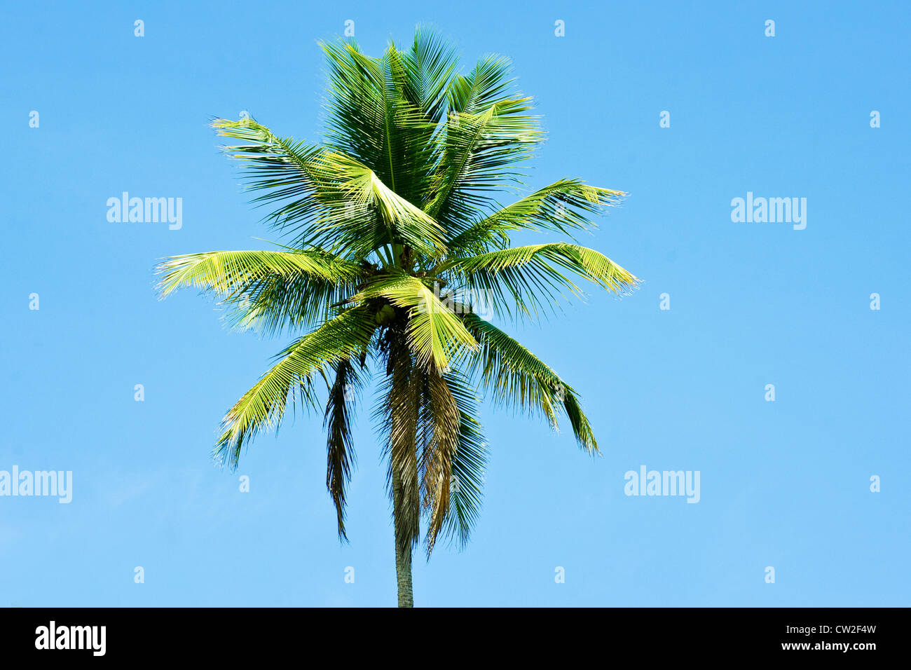 Palm tree isolated on blue Stock Photo - Alamy