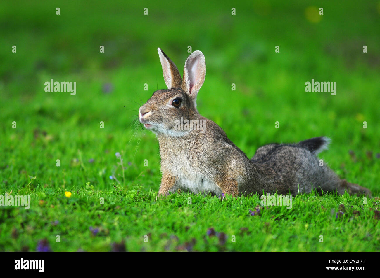 RABBIT Oryctolagus cuniculus Stock Photo - Alamy