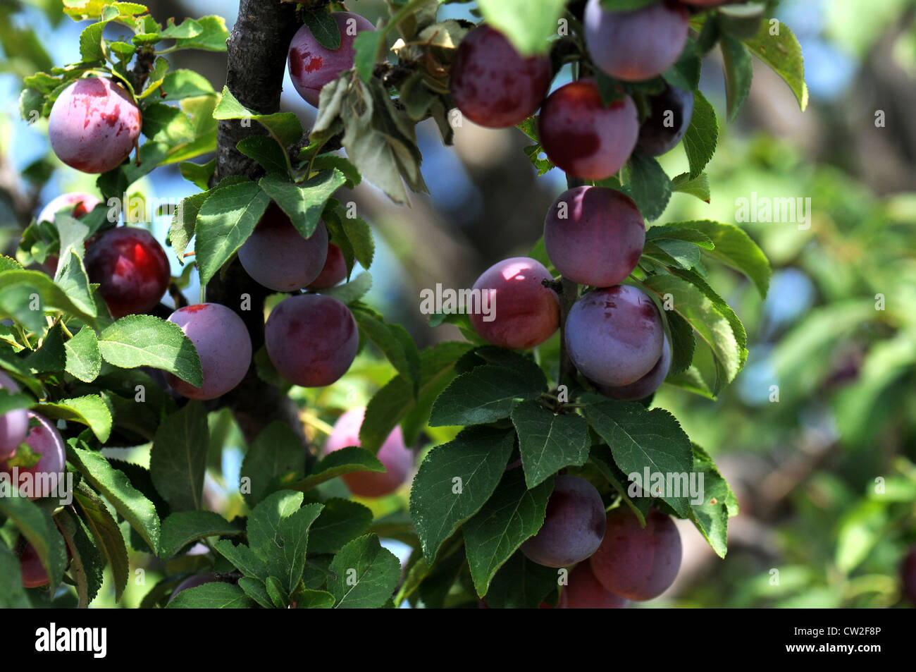 Photo of plum tree, close up Stock Photo - Alamy