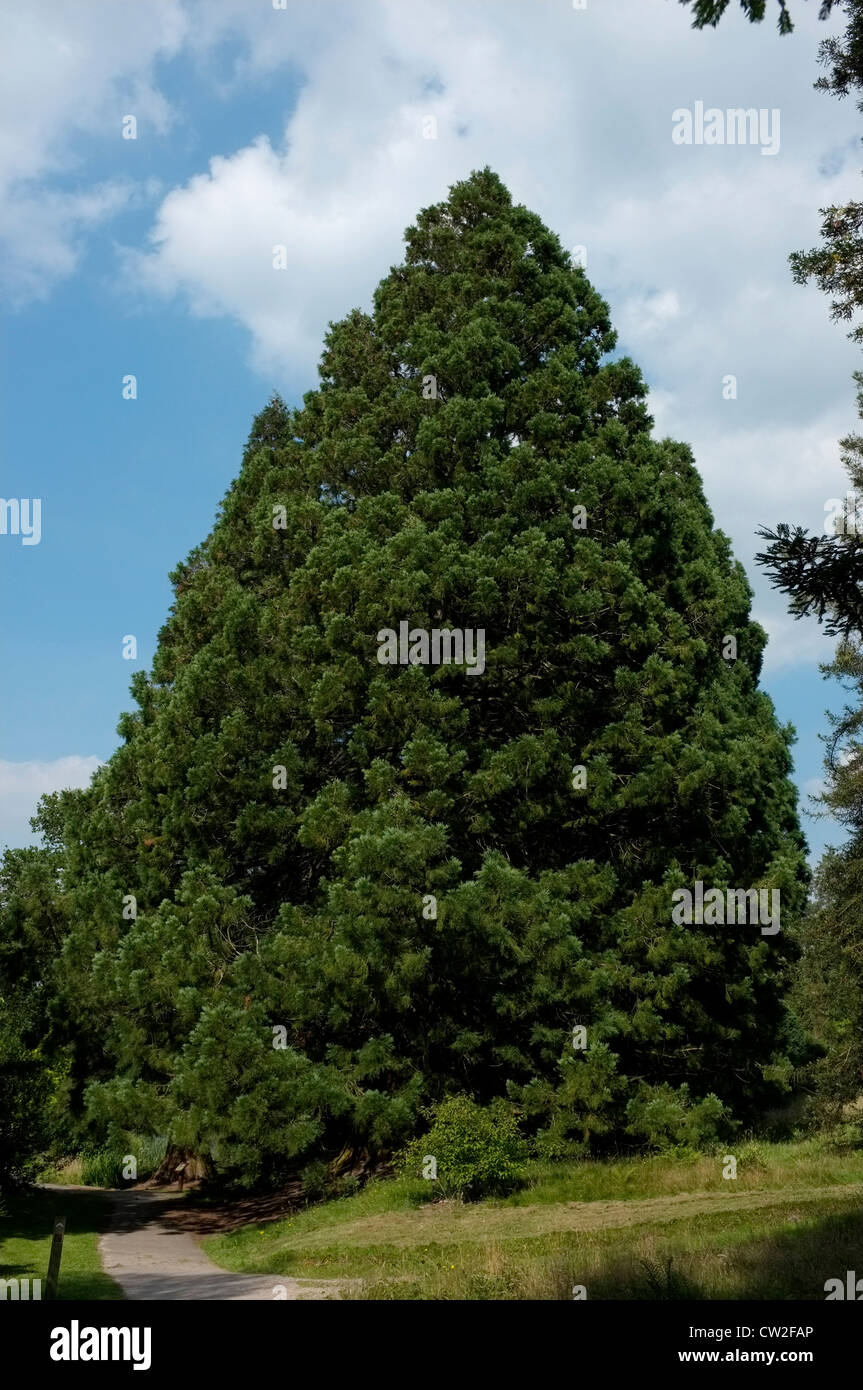 conifer tree goudhurst kent uk 2012 Stock Photo - Alamy