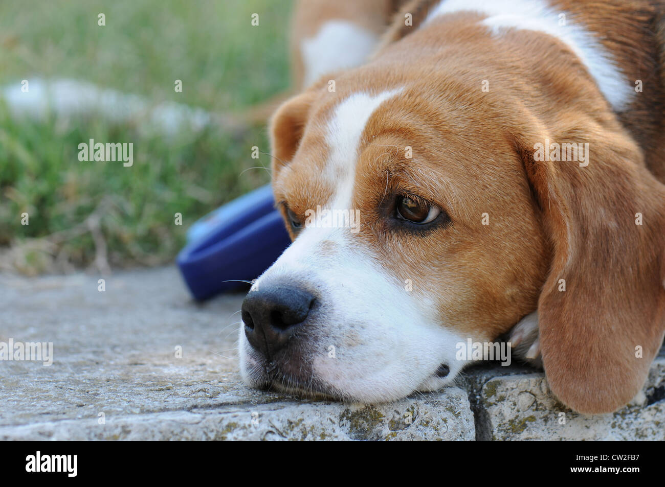 Sad beagle puppy hi-res stock photography and images - Alamy