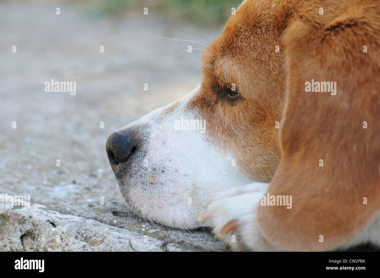 Sad beagle puppy hi-res stock photography and images - Alamy