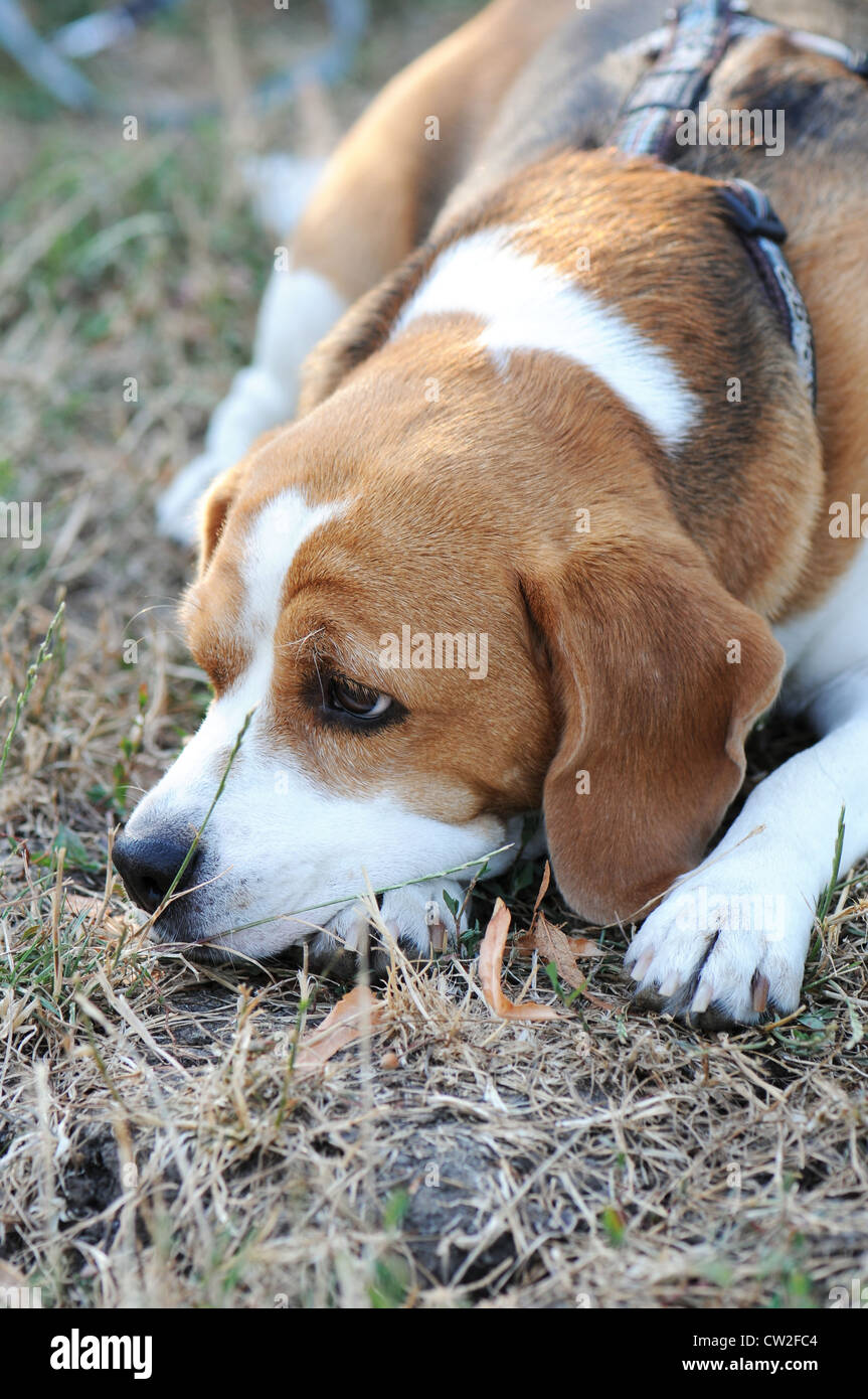 Sad dog recumbent on the ground (Beagle Stock Photo - Alamy